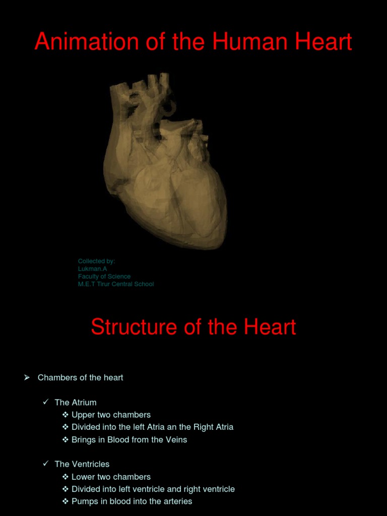 Animation of The Human Heart | PDF | Atrium (Heart) | Ventricle (Heart)