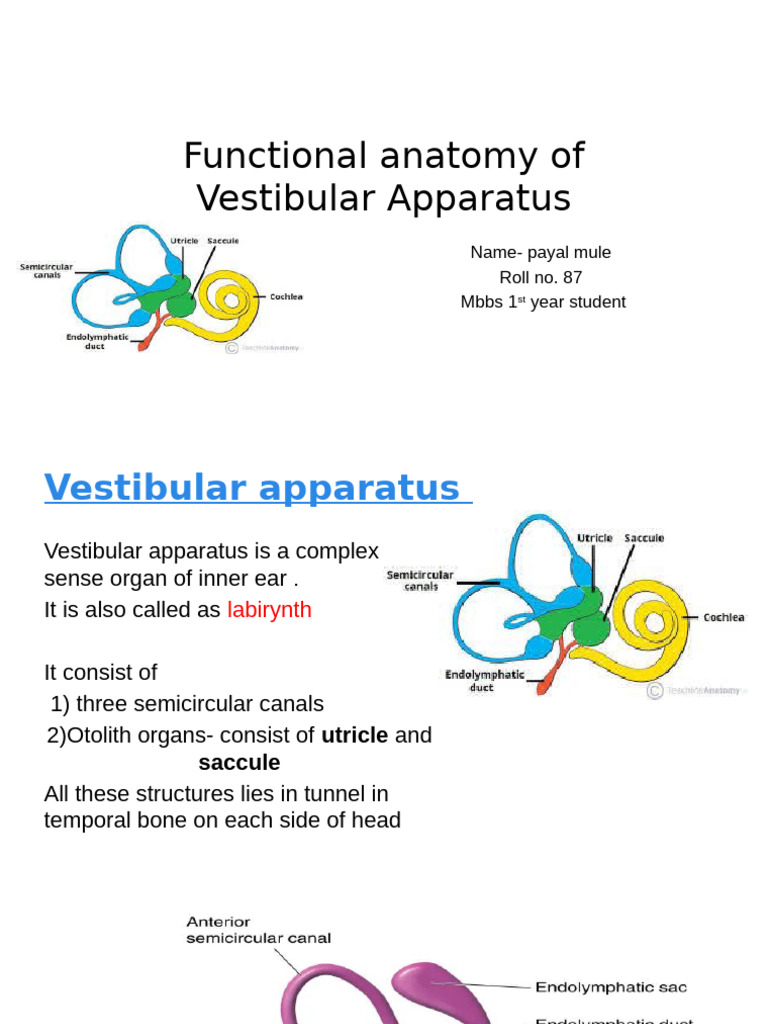 FN Anat of Vestibular Apparatus | PDF | Vestibular System | Anatomy
