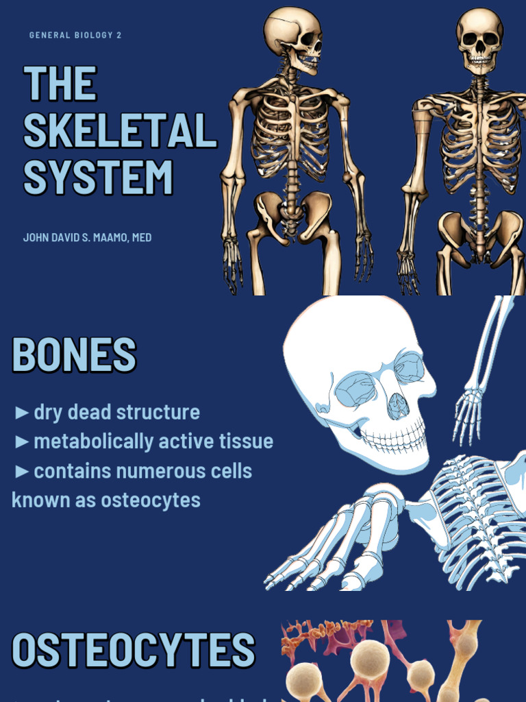 Skeletal System - The Bones | PDF | Skeleton | Bone