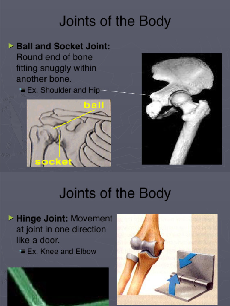 Joints of The Body | PDF