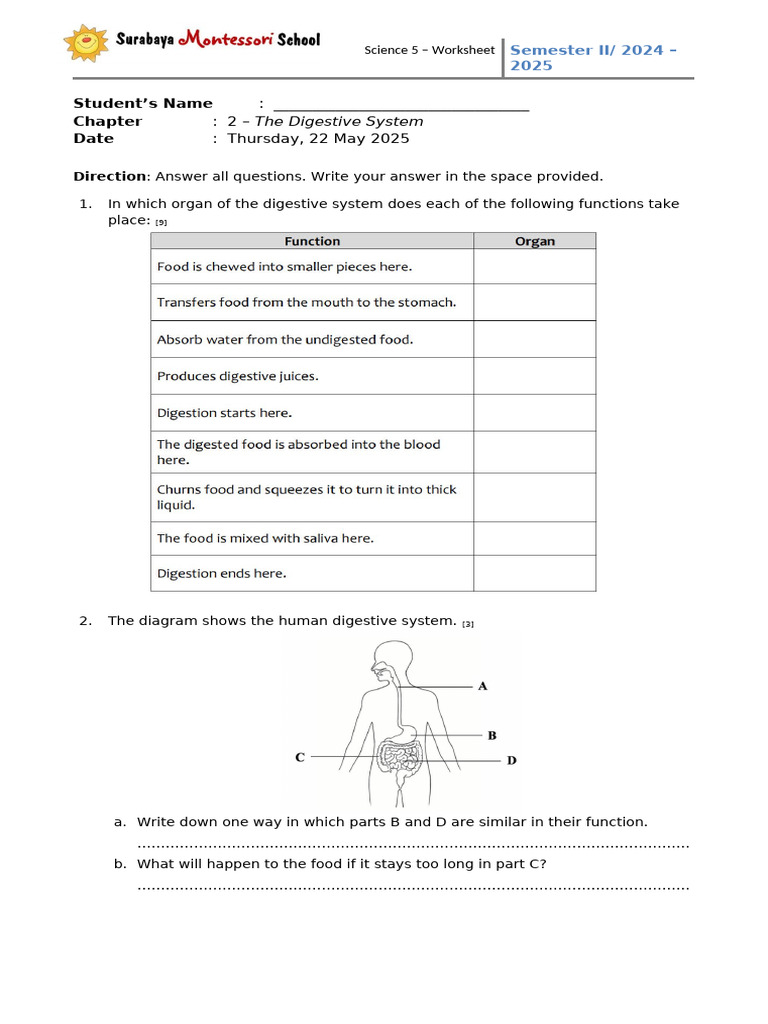Grade 5 Digestive System Worksheet | PDF