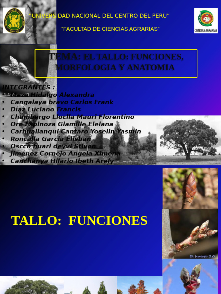 El Tallo Funciones, Morfologia y Anatomia Botanica | PDF | Tallo de la ...