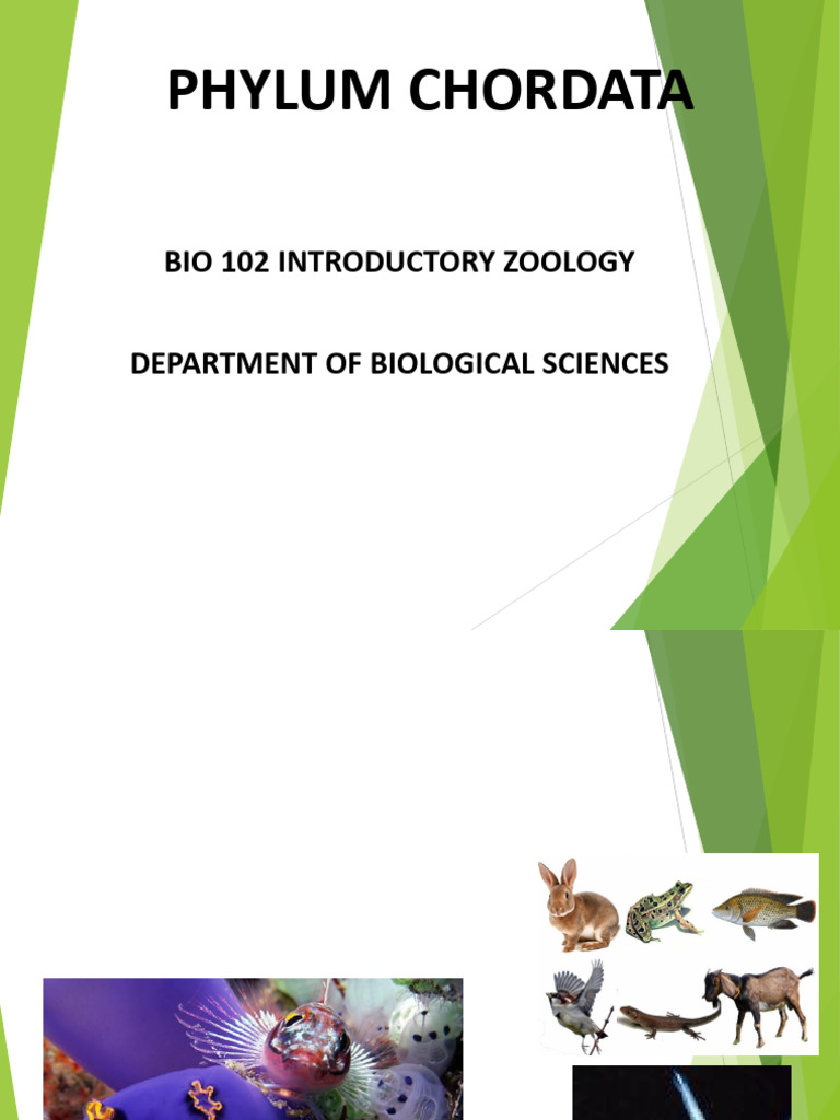 Lecture 8 - Phylum Chordata | PDF | Vertebrates | Fish