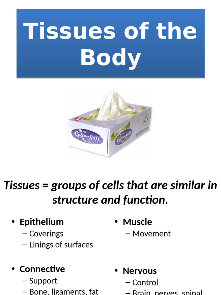 Overview of Body Tissues and Functions | PDF | Epithelium | Anatomy