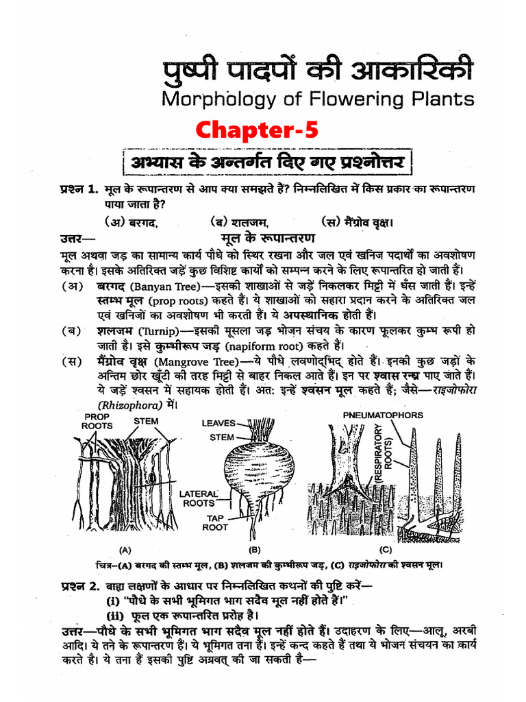 Plant Morphology | PDF