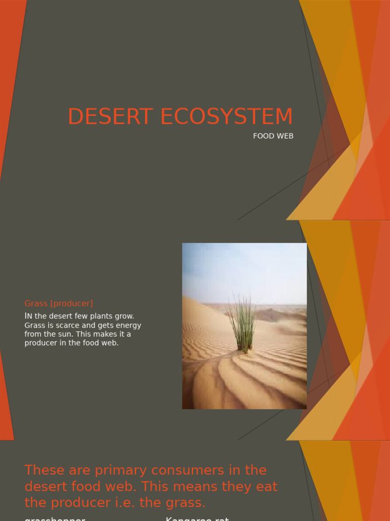 Desert Ecosystem Food Web Overview | PDF
