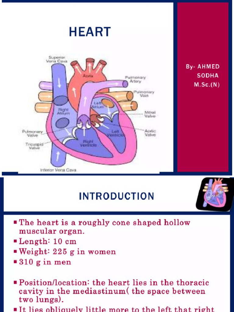 Heart Anatomy | PDF