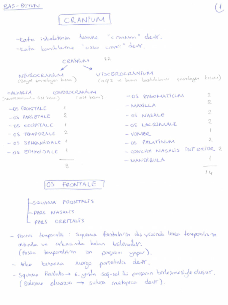 Baş Boyun 1 Cranium | PDF