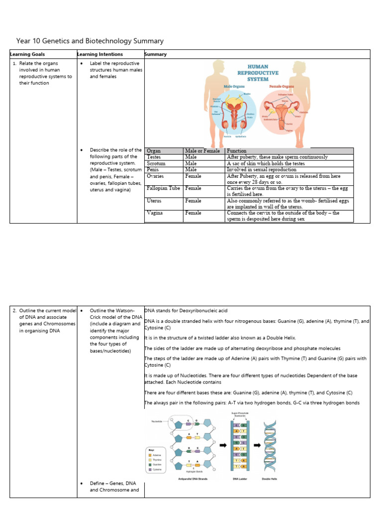Year 10 Genetics Summary Scaffolded-1 | PDF | Zygosity | Ploidy