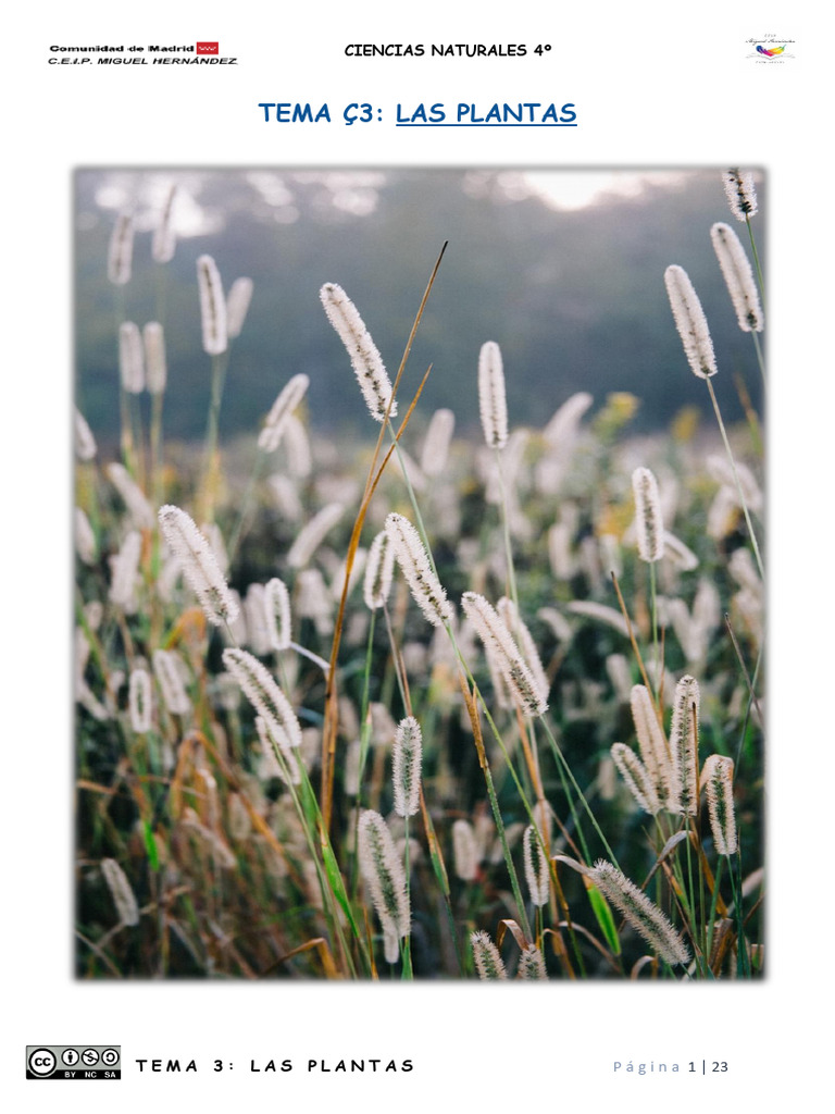 Tema 3 Las Plantas 4op | PDF | Plantas | Fotosíntesis