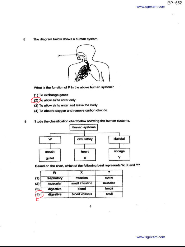 P4 Science Practice | PDF