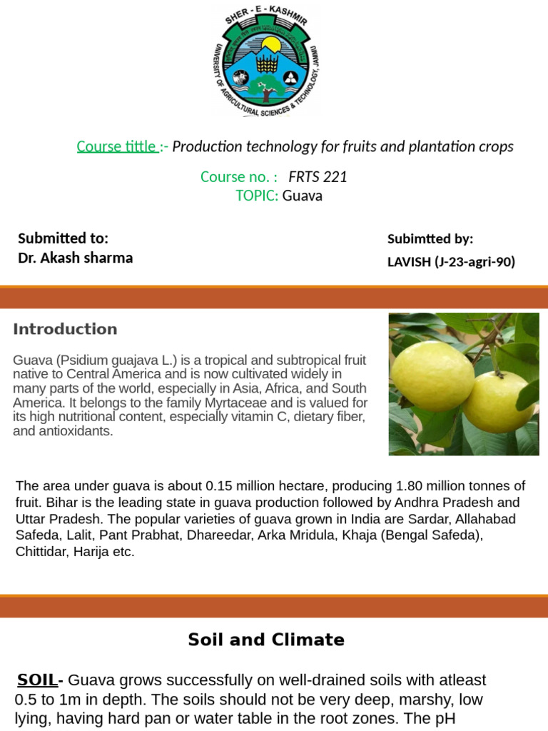 Lavish (J 23 Agri 90) Guava | PDF | Grafting | Botany