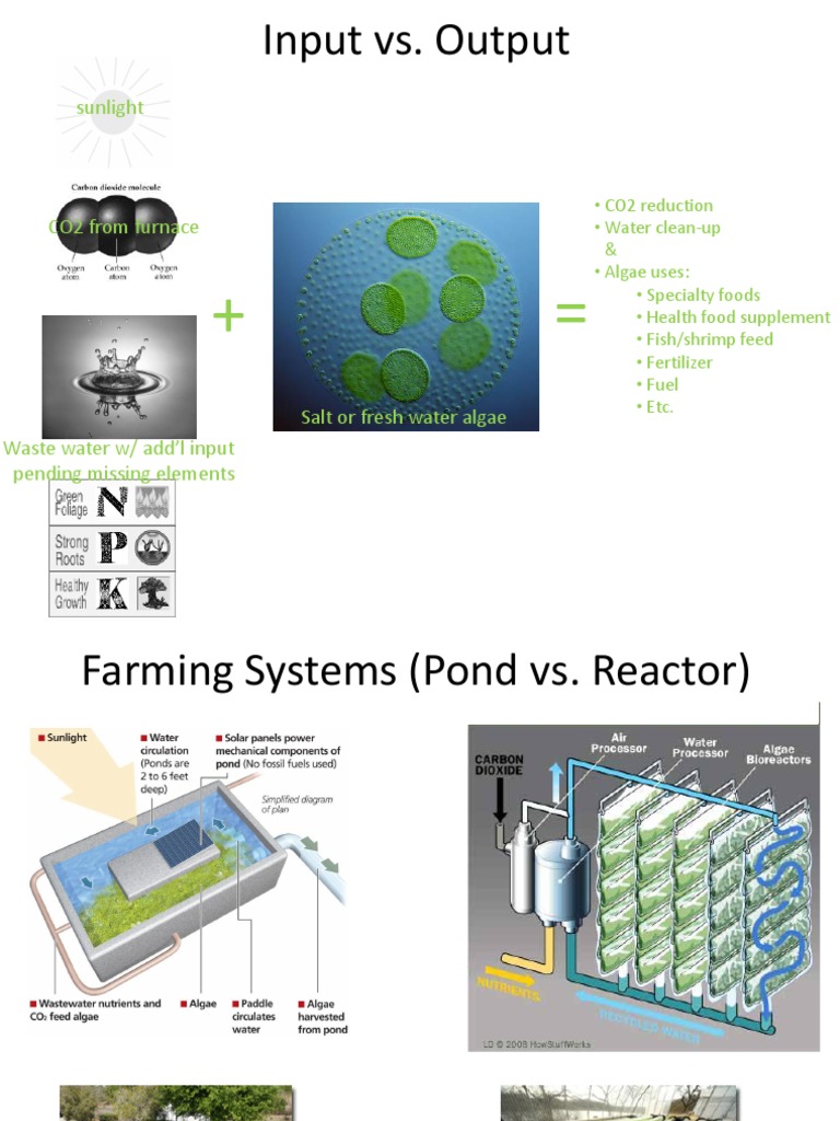 Input vs. Output: Sunlight | PDF | Home & Garden | Science & Mathematics
