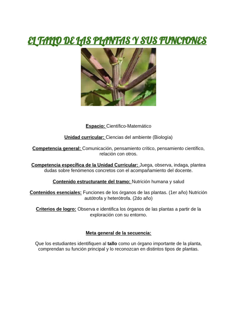 El Tallo de Las Plantas y Sus Funciones | PDF | Plantas | Tallo de la ...