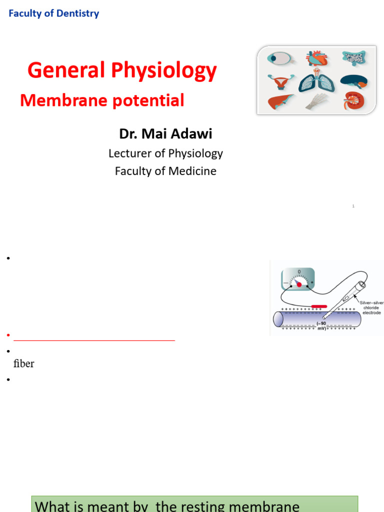 Understanding Membrane Potential Dynamics | PDF | Membrane Potential ...