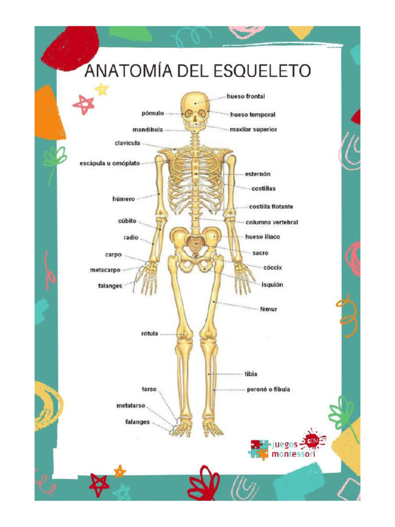 Fichas Del Esqueleto Humano Para Niños Imprimir En Pdf Juegos