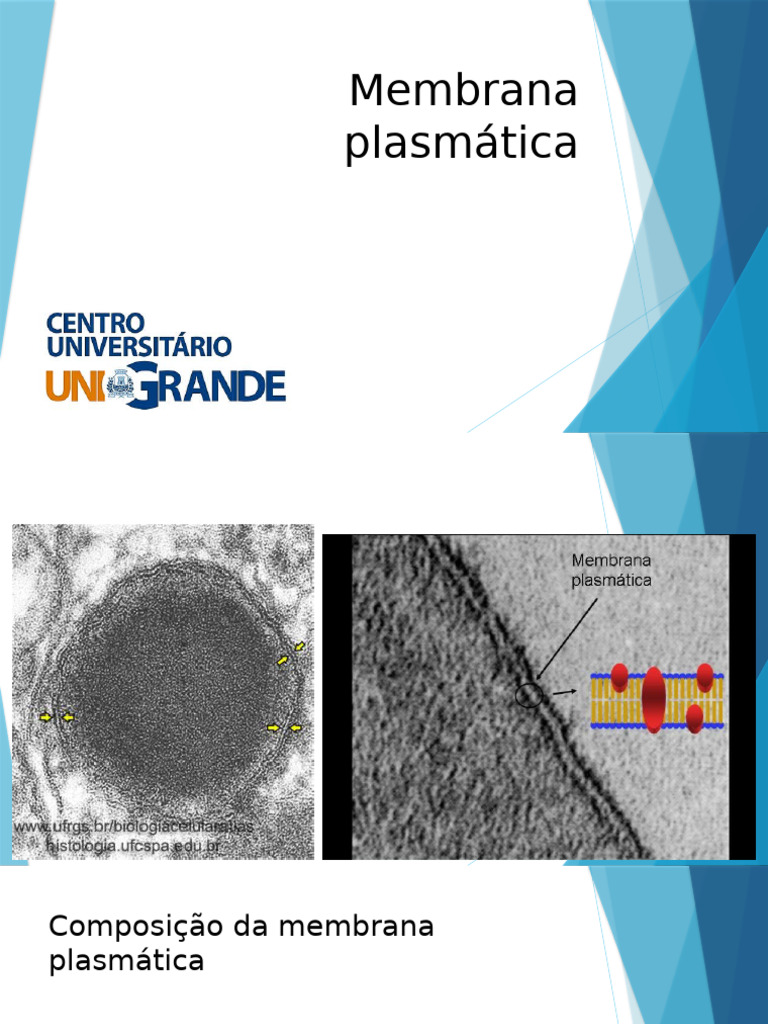 membrana plasmatica | PDF | Membrana celular | Fosfolipídeo