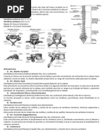 Musculos de La Nuca | PDF | Anatomía humana | Sistema musculoesquelético