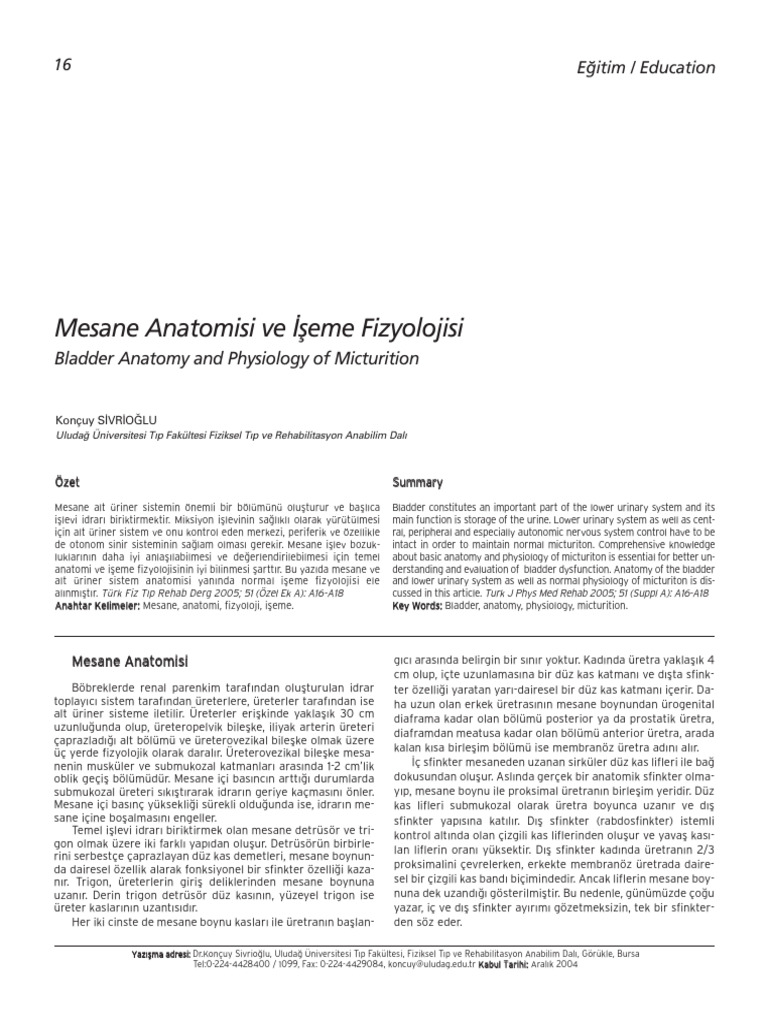 Mesane Anatomisi Ve Fleme Fizyolojisi: Bladder Anatomy and Physiology of Micturition | PDF