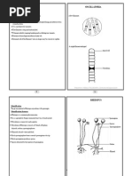 Botany Lab Manual-Revised 2025 | PDF | Mitosis | Plant Stem