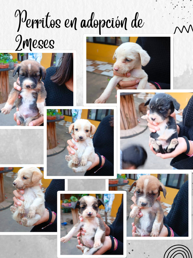 Collage de Fotos Vacaciones Entorno Rural Doodle Fotográfico Blanco y ...