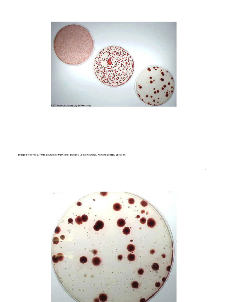 Serial Dilution | PDF