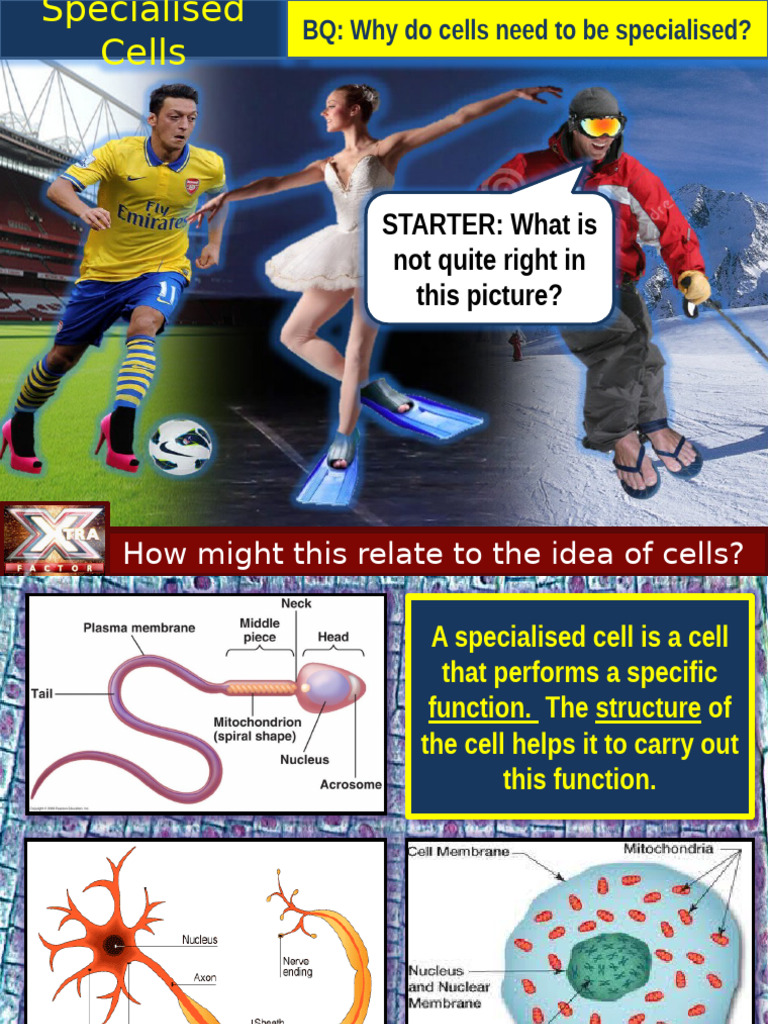Understanding Specialised Cells | PDF | Biology