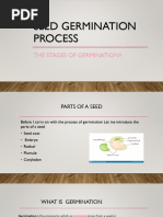 Function and Role of Plumule in Seeds | PDF | Seedling | Biology