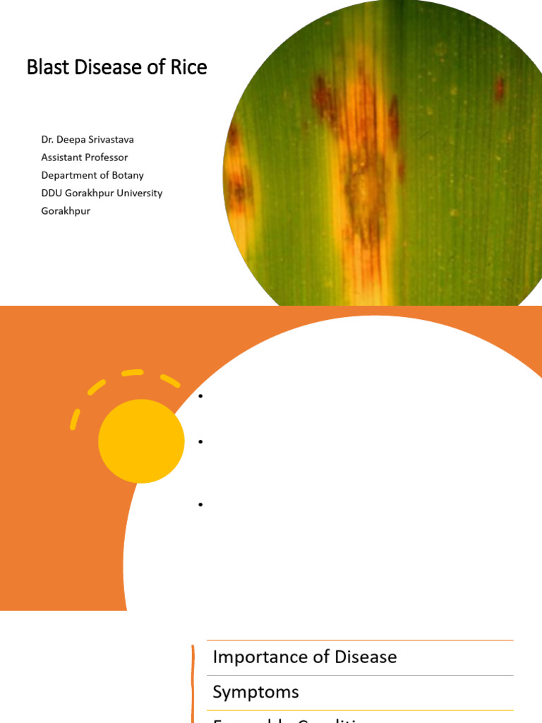 Blast Disease of Rice | PDF | Fungus | Spore