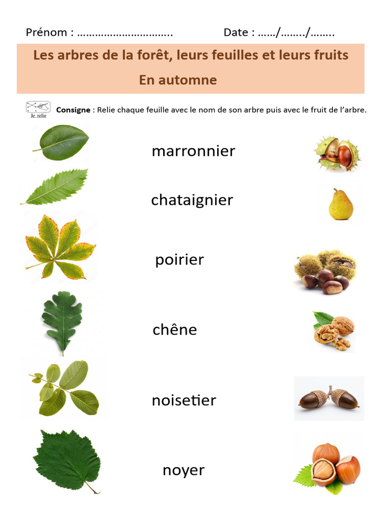 Exercices Arbres Automne | PDF