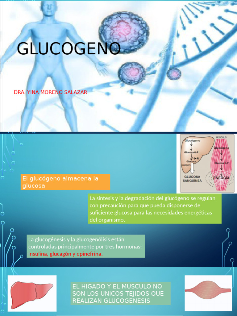 Glucogeno | PDF | Glucógeno | Biosíntesis