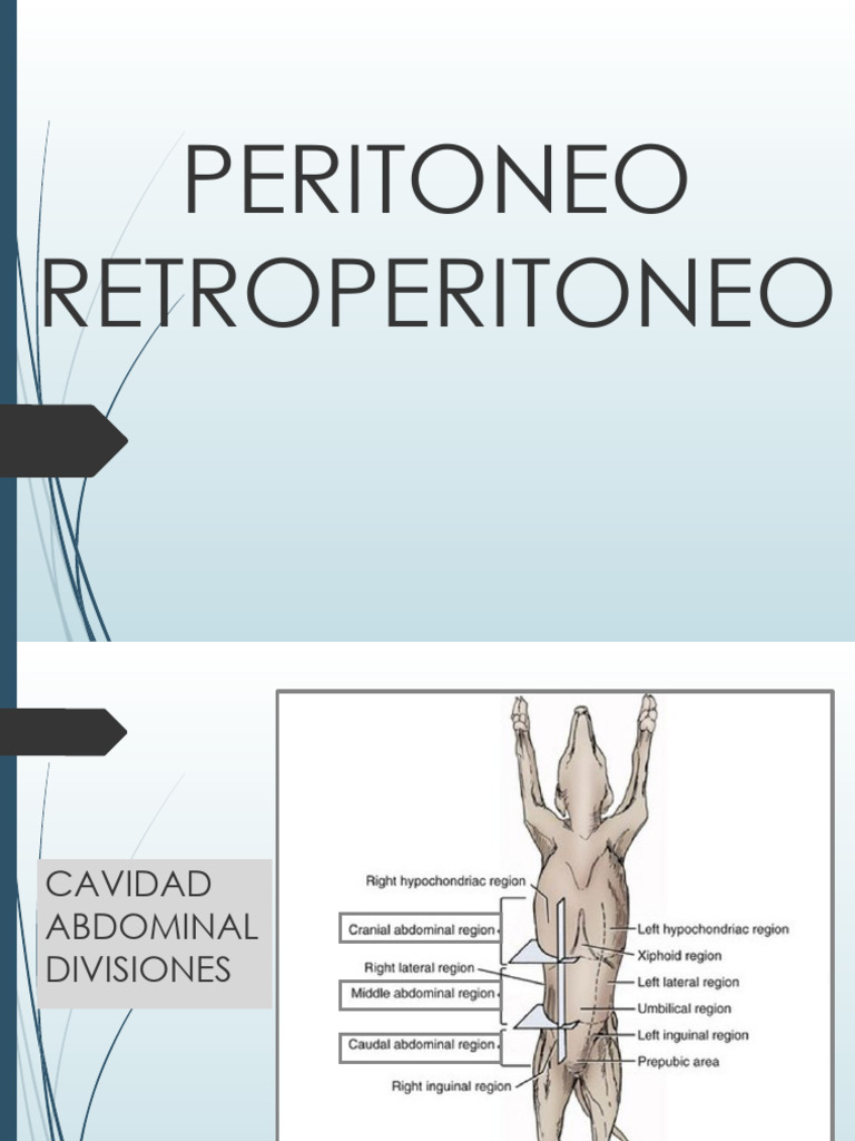 Órganos Retroperitoneales y Peritoneo | PDF | Abdomen | Anatomía