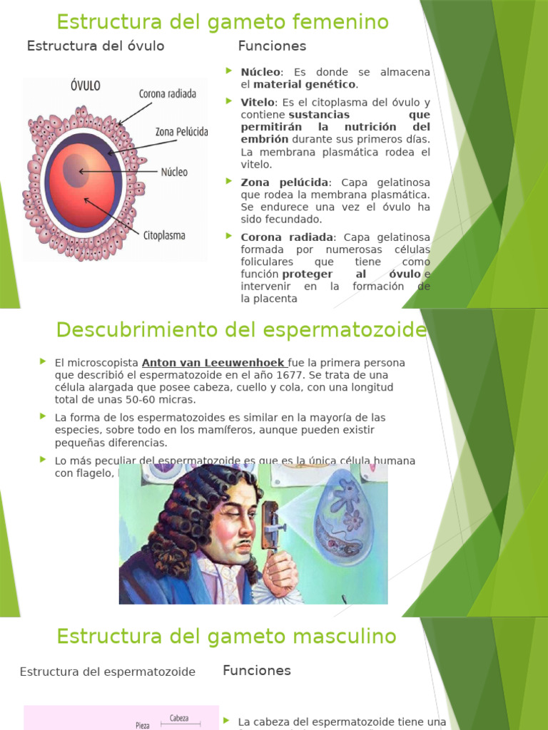 Estructura De Los Gametos Pdf Embrión Feto 0844