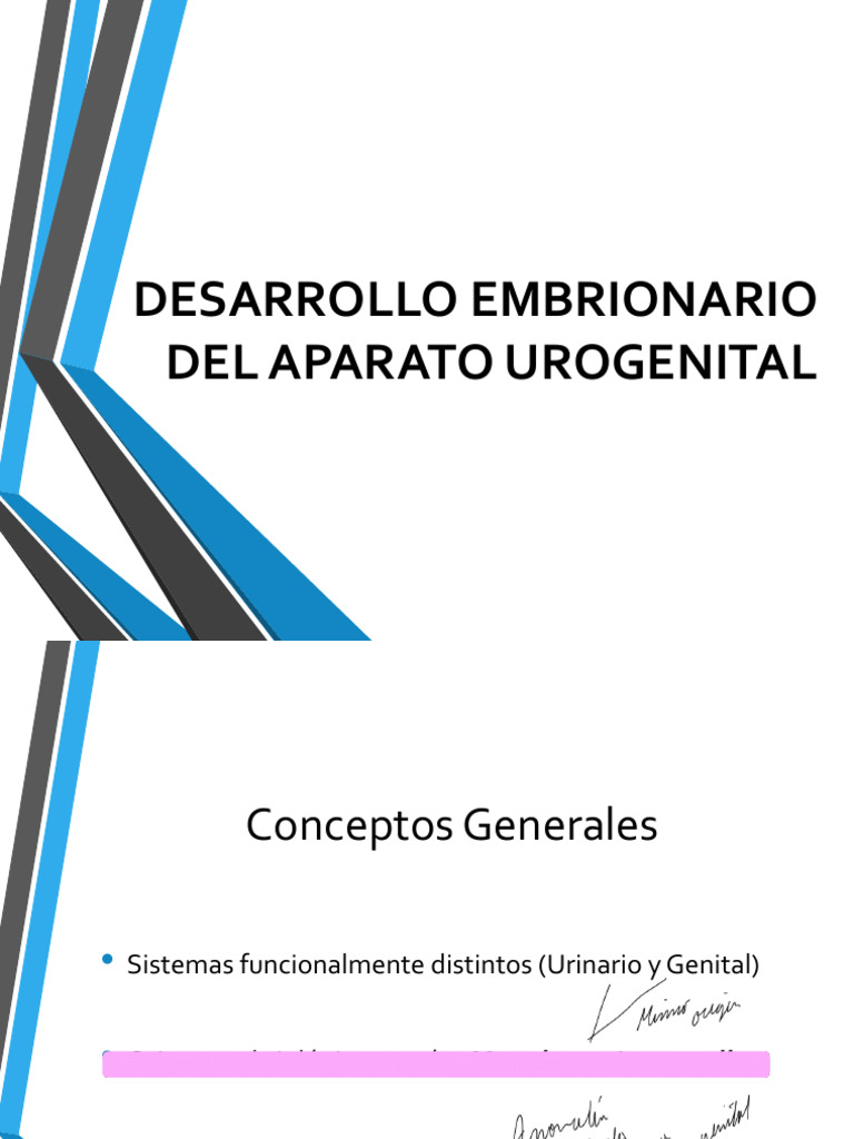 Clase 7 Desarrollo Aparato Urogenital - 241207 - 095546 | PDF | Sistema ...