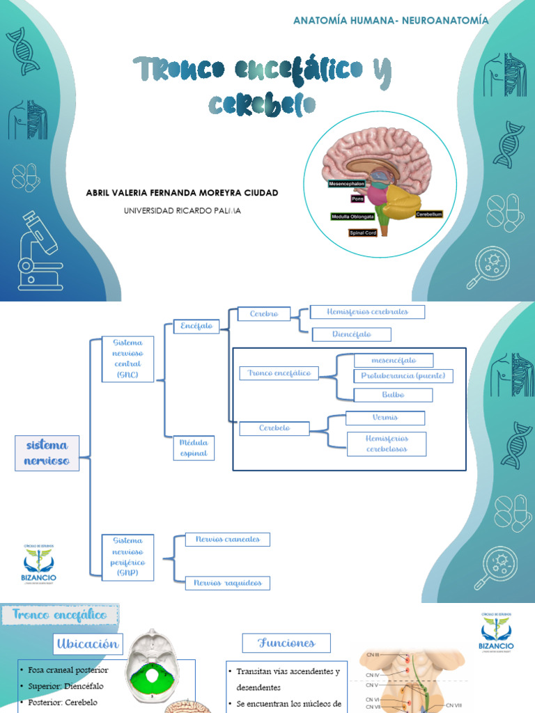 Anatomia-Neuroanatomía - Tronco Encefálico y Cerebelo-Ver25 | PDF | Cerebelo | Neuroanatomía