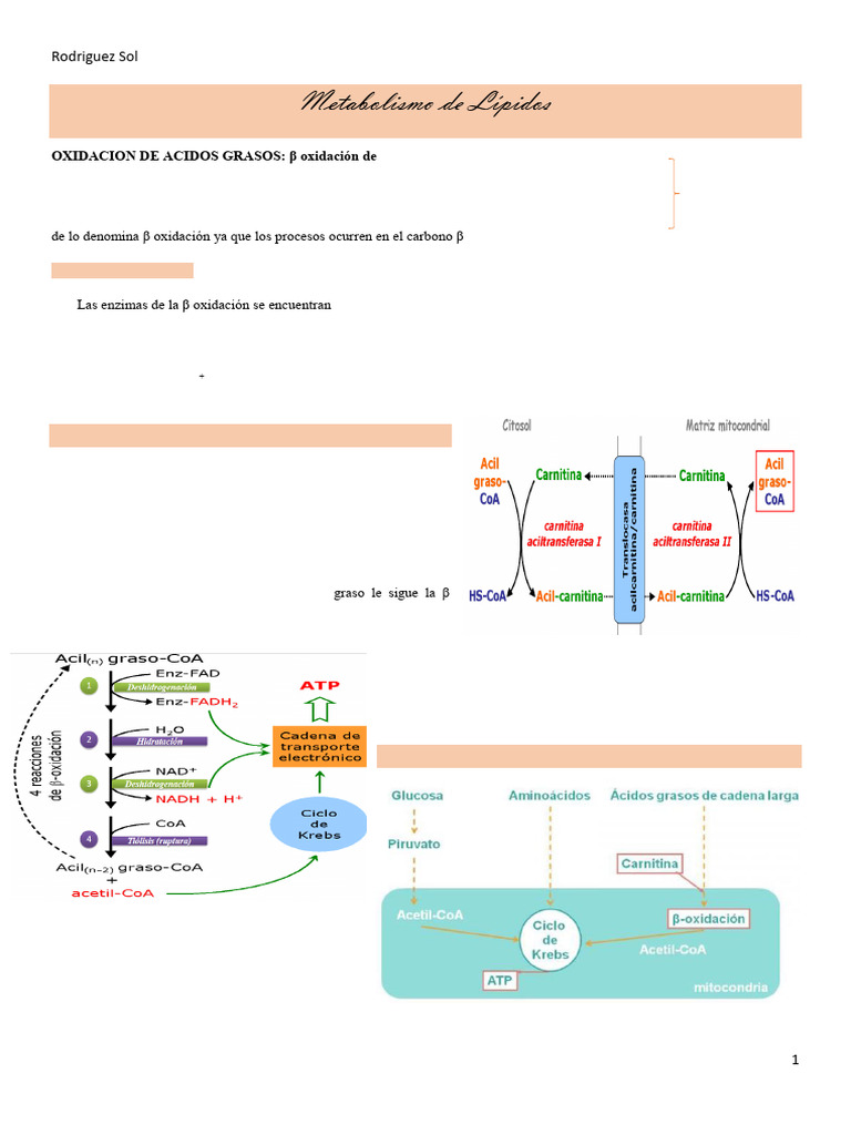 Metabolismo de LÃ - Pidos (Autoguardado) | PDF | Hormona | Estructura proteica