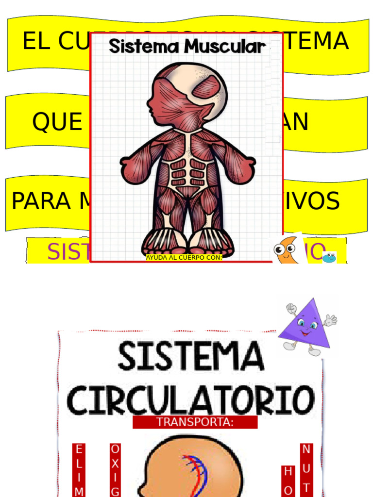 Los Sistemas Del Cuerpo Humano Zoe | PDF