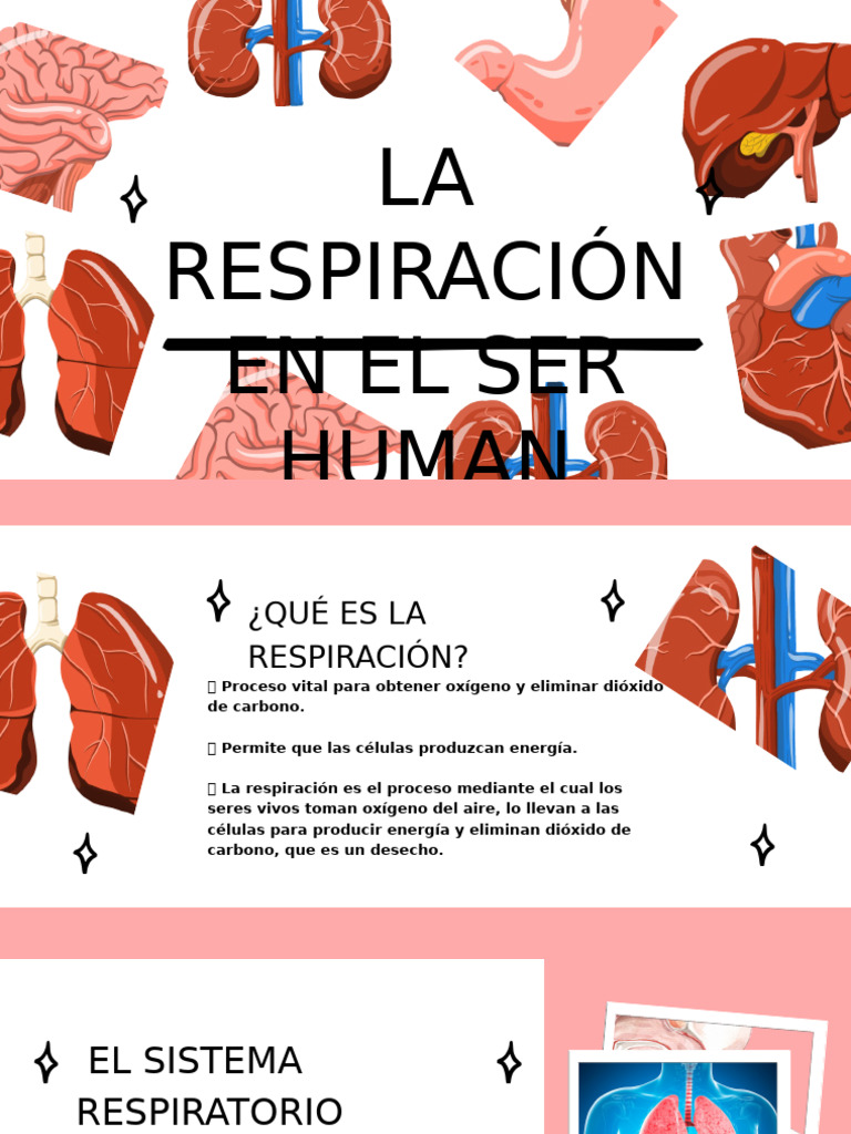 Presentación Órganos Del Cuerpo Humano Ilustrada Rosa | PDF