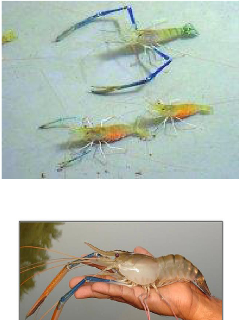 Dissection of Macrobrachium Freshwater Prawn | PDF | Foods | Zoology