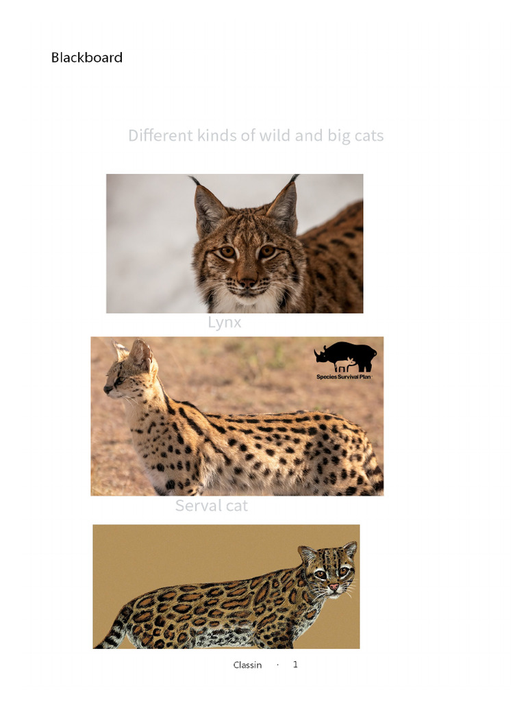 Big Wild Cats | PDF