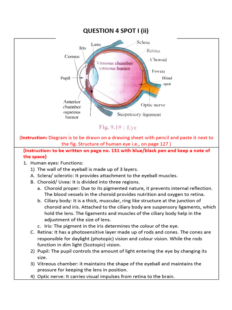Human Eye and Ear Structure Diagram | PDF | Human Eye | Ear