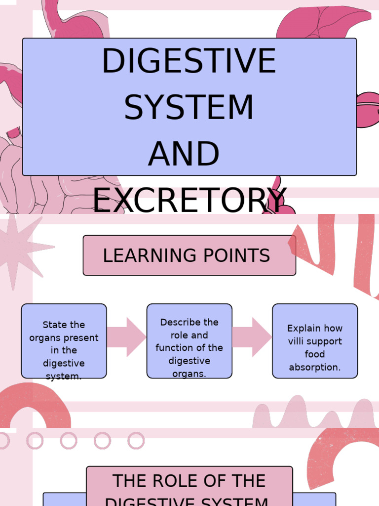 Digestive System Biology Presentation in A Bold Pink Blue Style | PDF ...