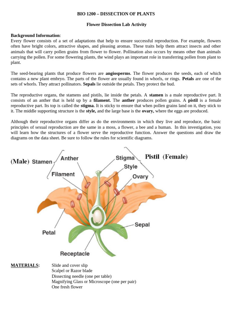 Flower Dissection Lab Guide | PDF | Flowers | Petal
