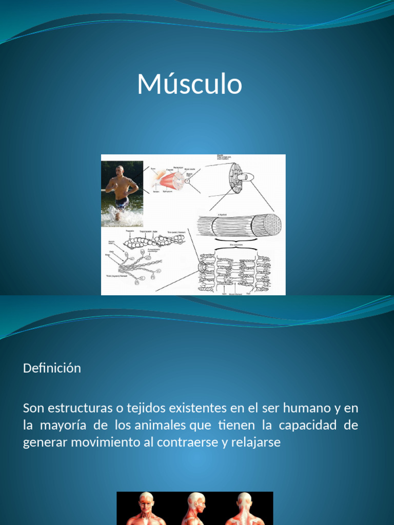 1 Musculo | PDF | Músculo | Contracción muscular