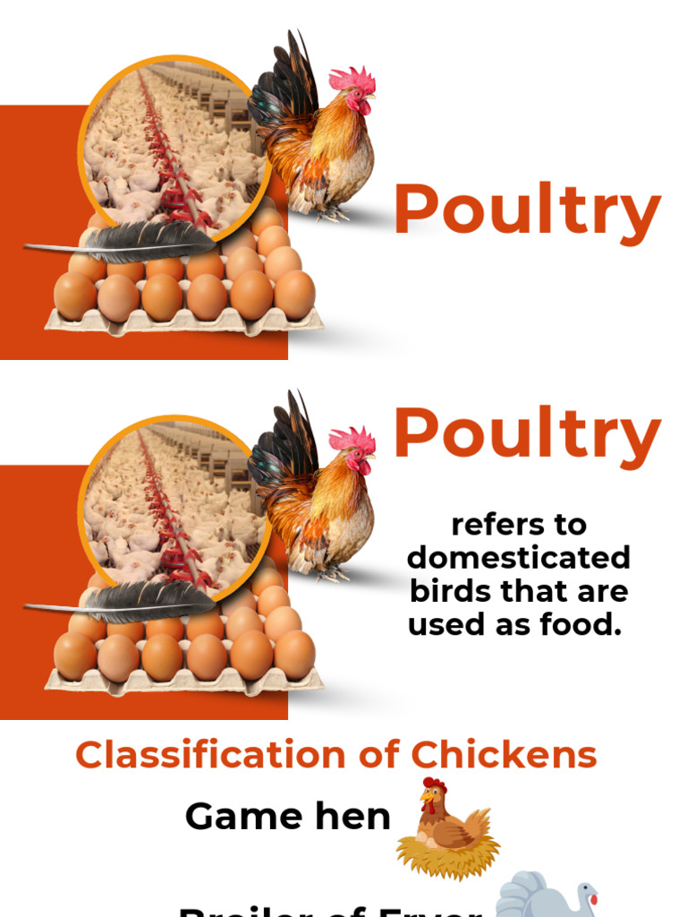 Poultry Classification and Cuts | PDF