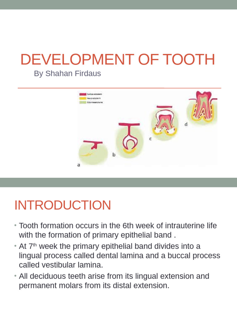 Development of Tooth | PDF | Tooth | Dental Anatomy