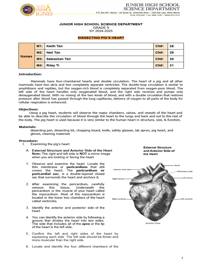 Pig's Heart Dissection Worksheet | PDF | Heart Valve | Heart