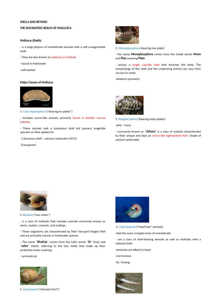 Shells and Beyond Mollusca - Reviewer | PDF | Mollusca | Bivalvia