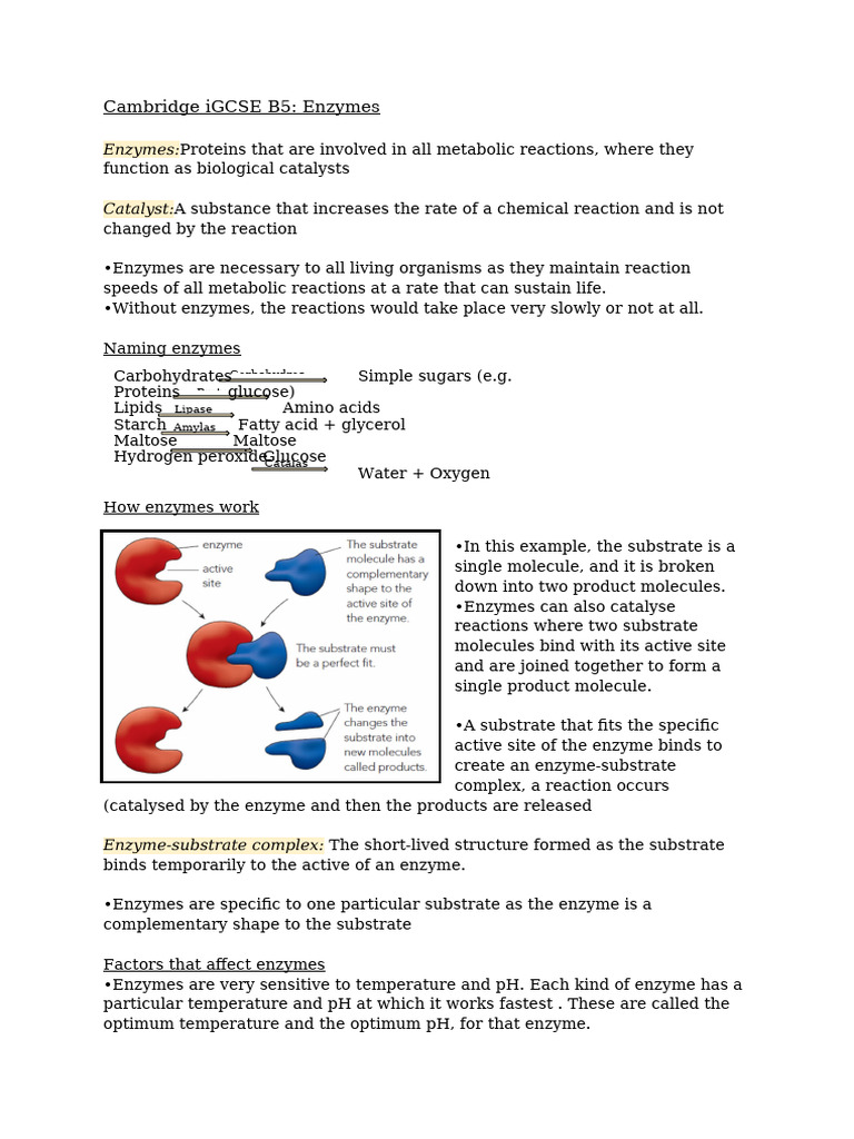 Cambridge IGCSE B5 - Enzymes | PDF | Enzyme | Active Site