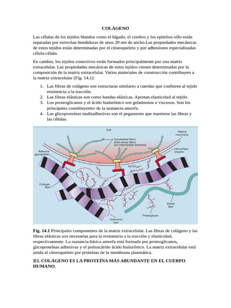 Colágeno | PDF | Colágeno | La matriz extracelular